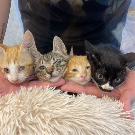 동탄 2022 0045 코리안숏헤어 치즈1치즈2턱시도고등어 책임분양 말티폼분양전문 원주시강아지분양 친칠라분양 소형강아지 오드아이고양이 아메리칸컬분양 브리더분양