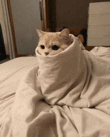 Cat In Blanket S Tenor