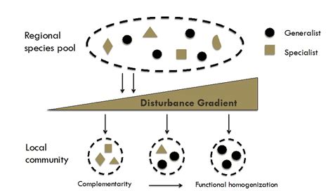 Biotic Homogenization Novel Ecosystems