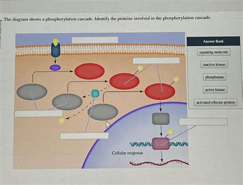 Solved The Diagram Shows A Phosphorylation Cascade Identify