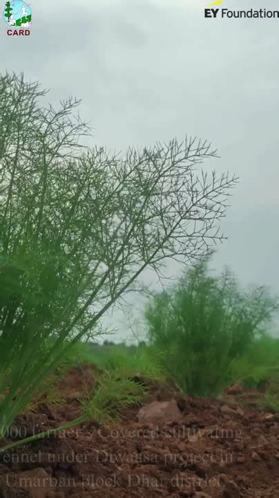 Paras Gaykwad On Linkedin Ruraldevelopment Diwaasaproject