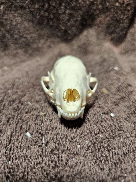 Real Striped Skunk Skull Taxidermy Skull Bone Art Museum Outdoors Decor