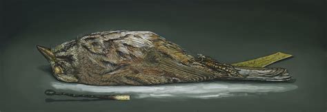 Birds And Eggs Extinct Birds Project