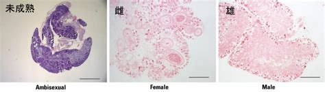 Marine Organisms That Can Change GenderA Gender Strategy Ocean Newsletter The Ocean Policy