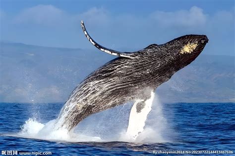鲸鱼摄影图海洋生物生物世界摄影图库昵图网