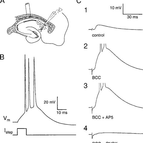Synaptic And Brief Current Responses In A Strong Bursting Neuron A Download Scientific