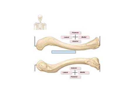 Appendicular Skeleton Identification Flashcards Quizlet