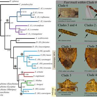 Bayesian Inference Consensus Tree Based On The Analysis Of Four Download Scientific Diagram
