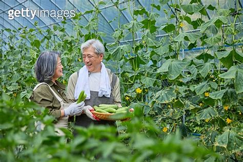 농부 농촌직업 농업 귀농 수확 채소밭 농촌직업 부부 함께함 컨셉 이미지 Jv12628038 게티이미지뱅크