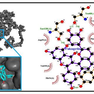 3D And 2D Representation Of The Interaction Betwenn The Drug