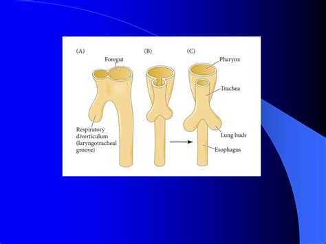 9 Endodermal Derivatives 53ppt