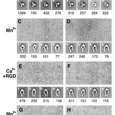 Crystal Structure Of Extracellular Segment Of Integrin α V β 3 6 A