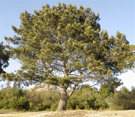 Torrey Pine Pinus Torreyana — Oaktopia