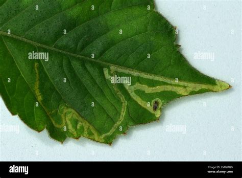 Macro Of A Leaf Affected By A Leaf Miner A Leaf Miner Is Any One Of