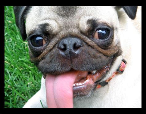 Lilo Bug By Kwikwi On Deviantart