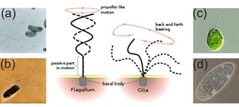 Figure 11 From Self Propelled Particles Driven By Light Semantic Scholar