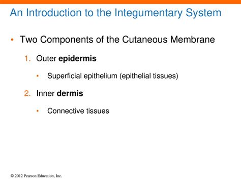 5 The Integumentary System Ppt Download