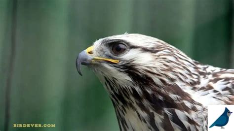 Birds That Look Like Bald Eagles