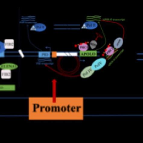The Coordinated Regulation Among Non Coding Rnas Mirnas And Sirnas And Download Scientific