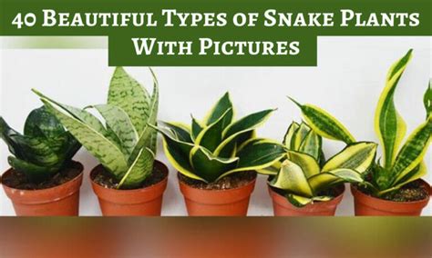 Beautiful Types Of Snake Plants With Pictures