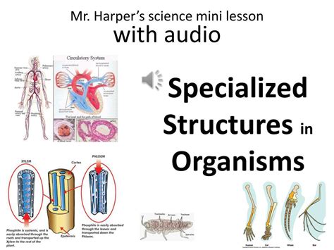 ppt specialized structures in organisms powerpoint presentation free