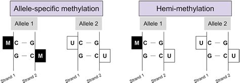 Investigating The Potential Of Single Cell Dna Methylation Data To Detect Allele Specific
