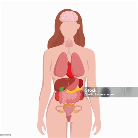 Human Female Body Parts