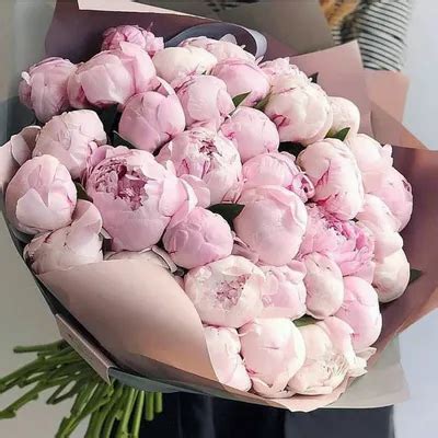 Шикарные пионы фото - 72 картинки