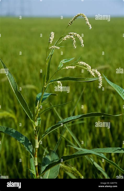 Agriculture Weeds Pale Smartweed Polygonum Lapathifolium Aka