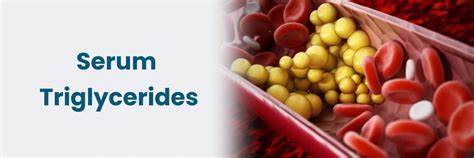Serum Triglycerides Normal Levels And Health Risks