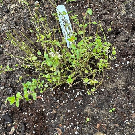 Foxley Variegated Broadleaf Thyme Etsy