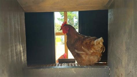 Temperature Impact On Nesting Chicken Things And More