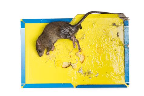 5 Ways Pest Control Professionals Improve Our Lives