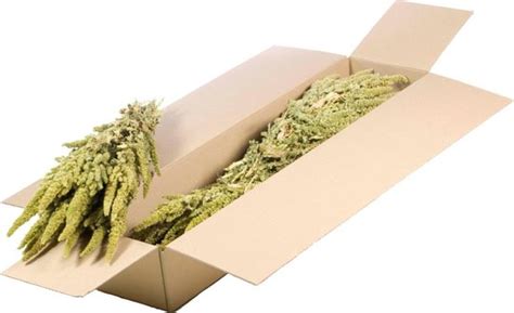 Gedroogde Bloemen Natuurlijk Groen Amaranthus 1 Bundel