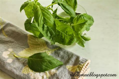 Rindy Mae How To Store Fresh Basil For A Month