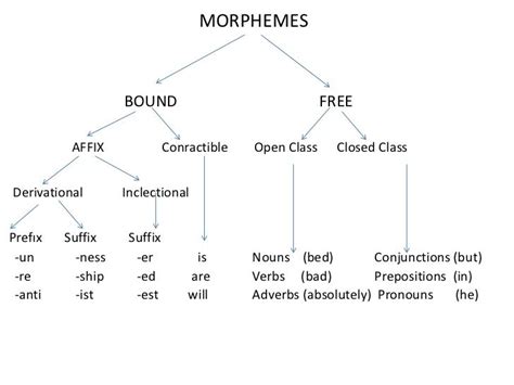 Understanding Morphology A Diagram Of Morphemes