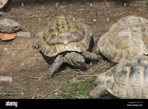 Marginated Tortoise Testudo Marginata At Plzen Zoo In West Bohemia