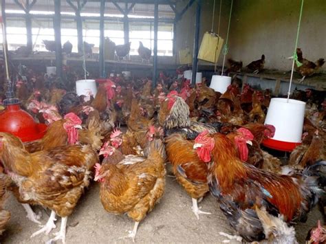 Rainbow Roosters A New Type Of Chicken For Farmers To Make Money