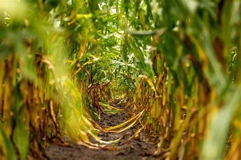 Tim Gabbert On Linkedin Sql Processmining Softwareengineerjobs Performanceanalysis Remotejob…