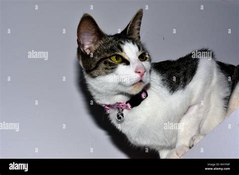 Domestic Tabby Cat Stock Photo Alamy