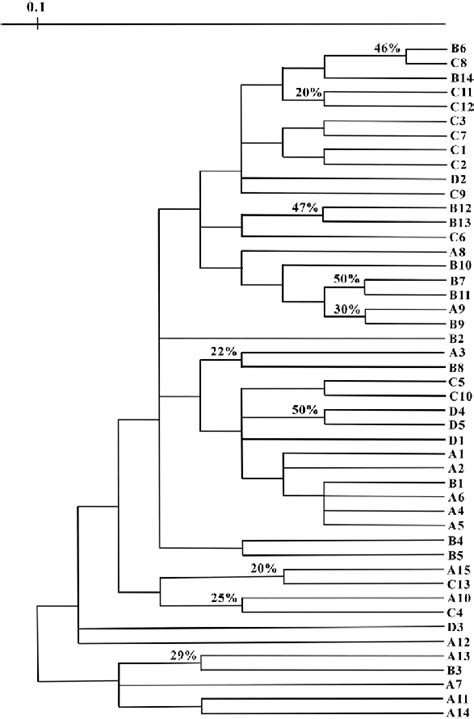 The Upgma Dendrogram Of Adiantum Reniforme Var Sinense Individuals Download Scientific Diagram
