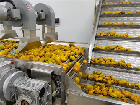 Mango Juice Pre Processing Production Line Xinxiang Sanfeng Machinery Co Ltd