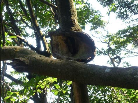 Trees That Look Like Something Else And Will Make You Look Twice