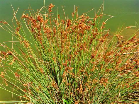 Ситник острый (Juncus acutus) —Схеноплектус озёрный :: vodonos241 ...