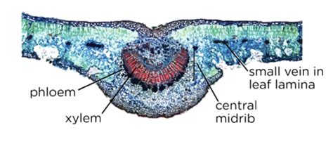 Xylem And Phloem Flashcards Quizlet
