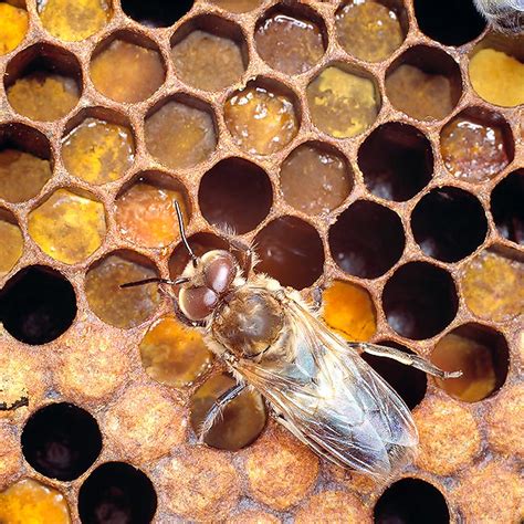 Apis Mellifera Monaco Nature Encyclopedia