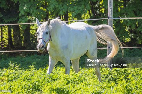 화창한 여름 날에는 잔디 방목 지 또는 나무의 녹색 배경을 초원에서 고삐 나 재갈에 그의 꼬리를 흔들며 재미 화이트 하노버 왕가의 말 0명에 대한 스톡 사진 및 기타 이미지