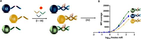 Multiplex Workflow A Analysis Of Mir 122 5p Mir 451a 5p And Download Scientific Diagram