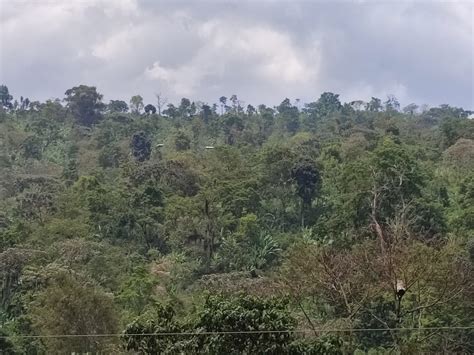 Multifunctional Agroforestry For Ethiopia Gcbc