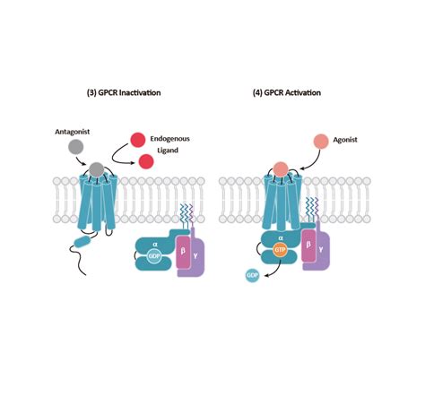 G Protein Coupled Receptors Gpcrs Genetex